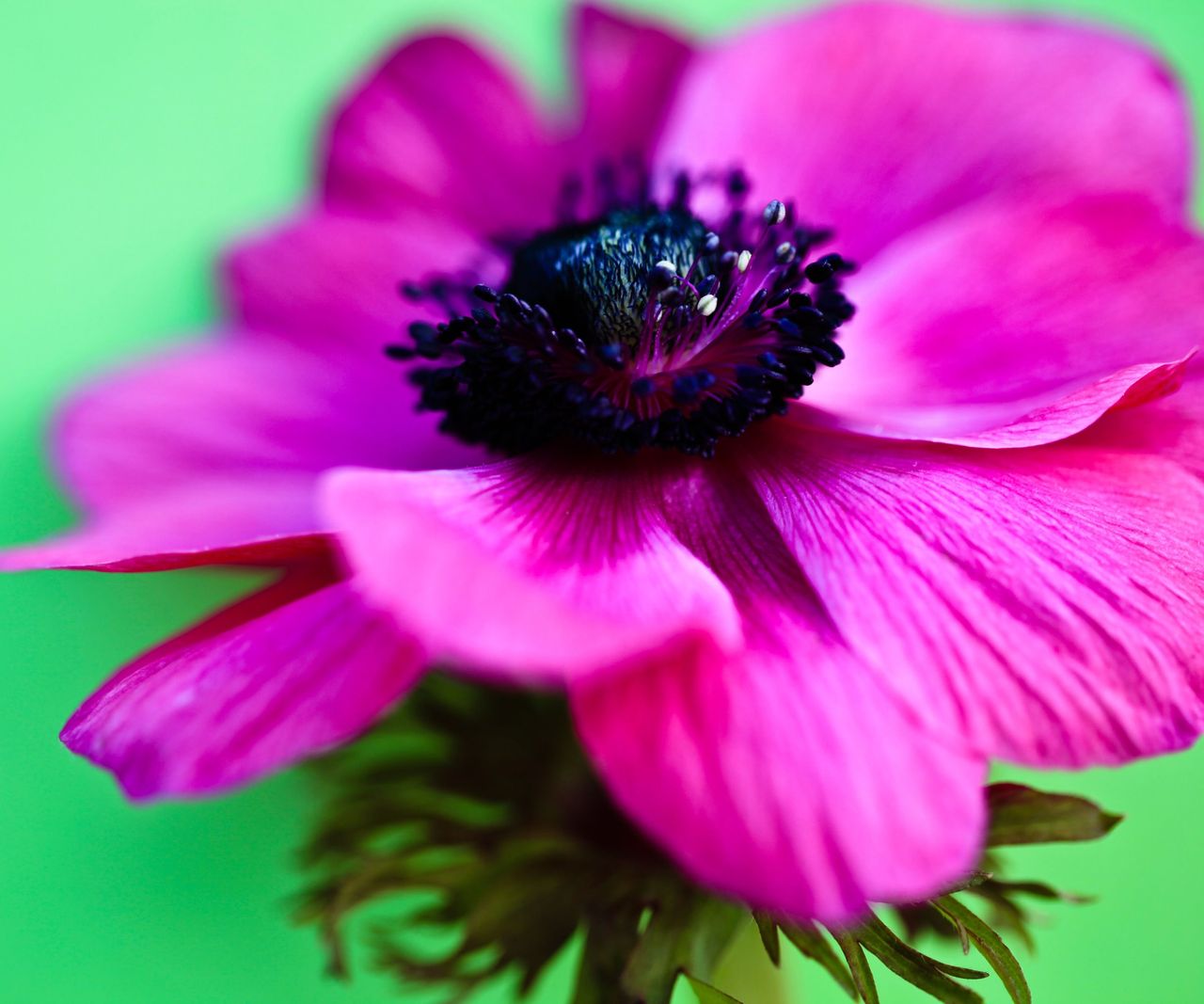 when to plant anemone bulbs for healthy plants | Homes and Gardens