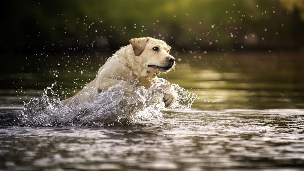 32 dog breeds that are made for swimming | PetsRadar