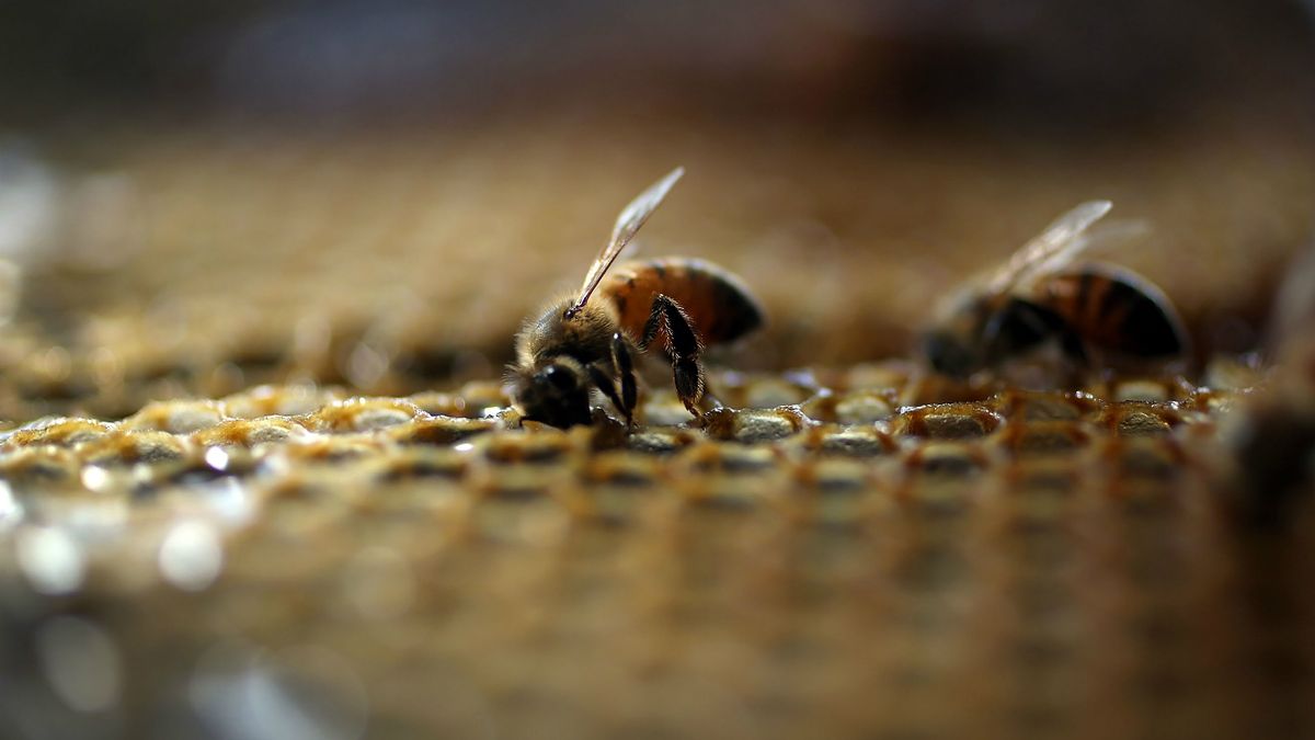 Insect apocalypse: a threat to all life on the planet? | The Week