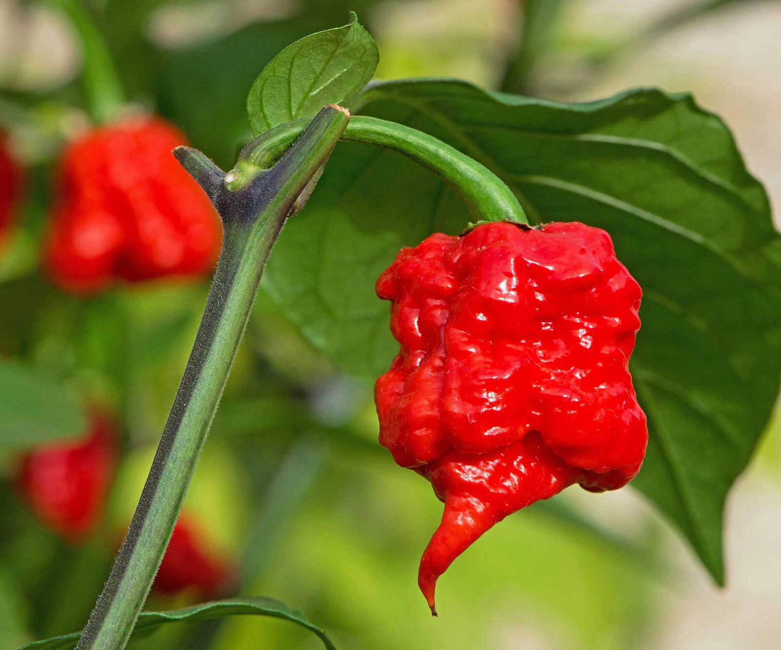 Types of chili peppers: the 10 best varieties to grow | Homes and Gardens