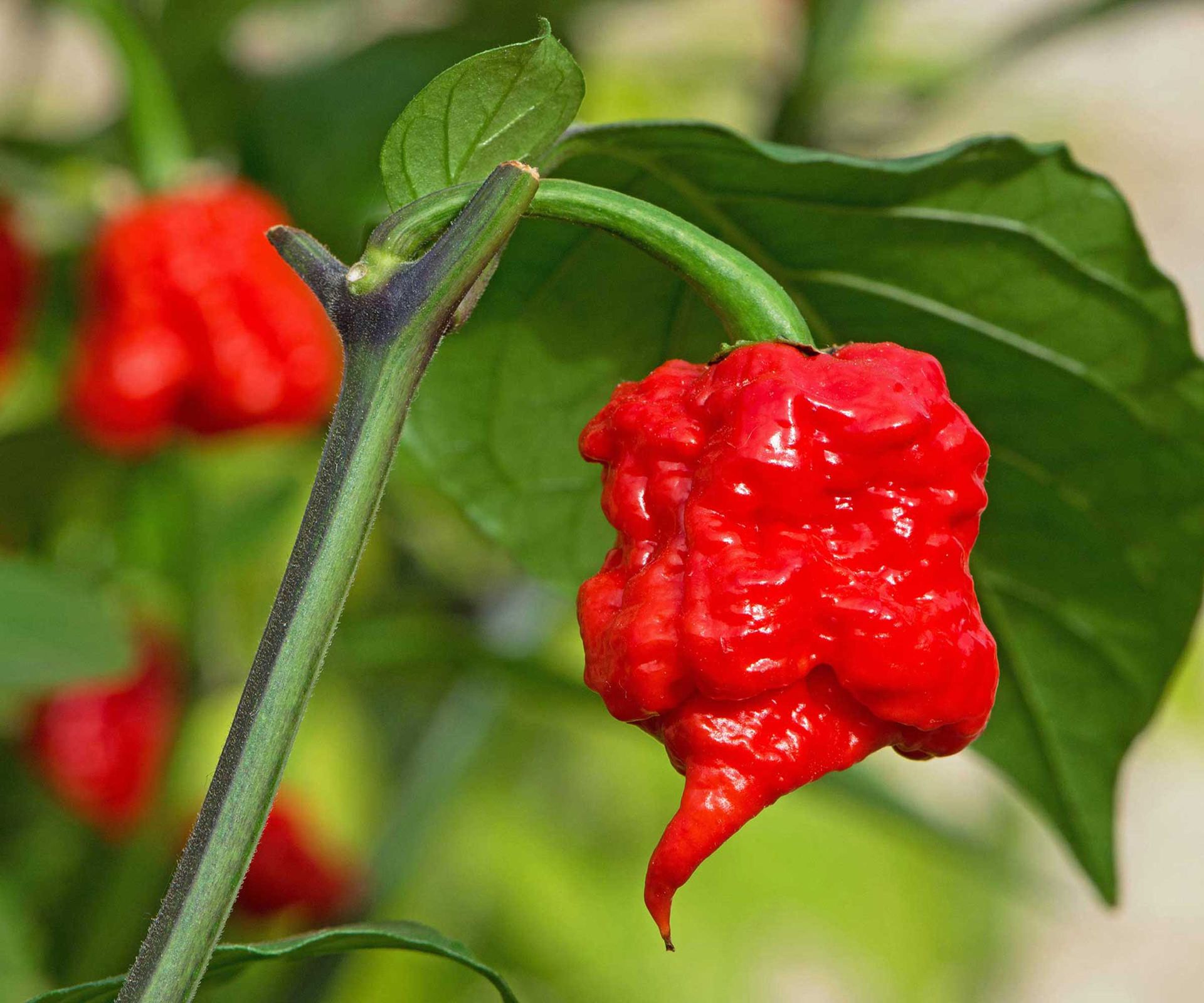 Types of chili peppers: the 10 best varieties to grow | Homes and Gardens