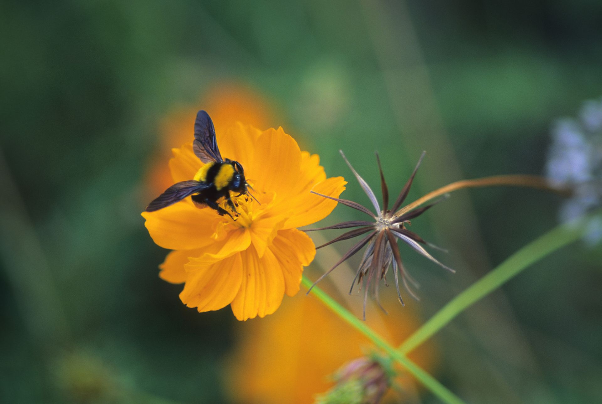 How to grow cosmos: expert tips on when and where to plant | Homes and ...