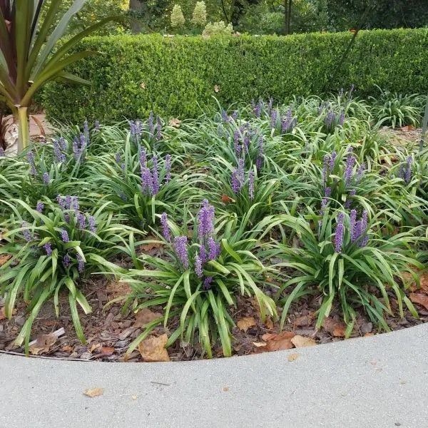 Best evergreen ground cover plants: low maintenance options | Homes and ...