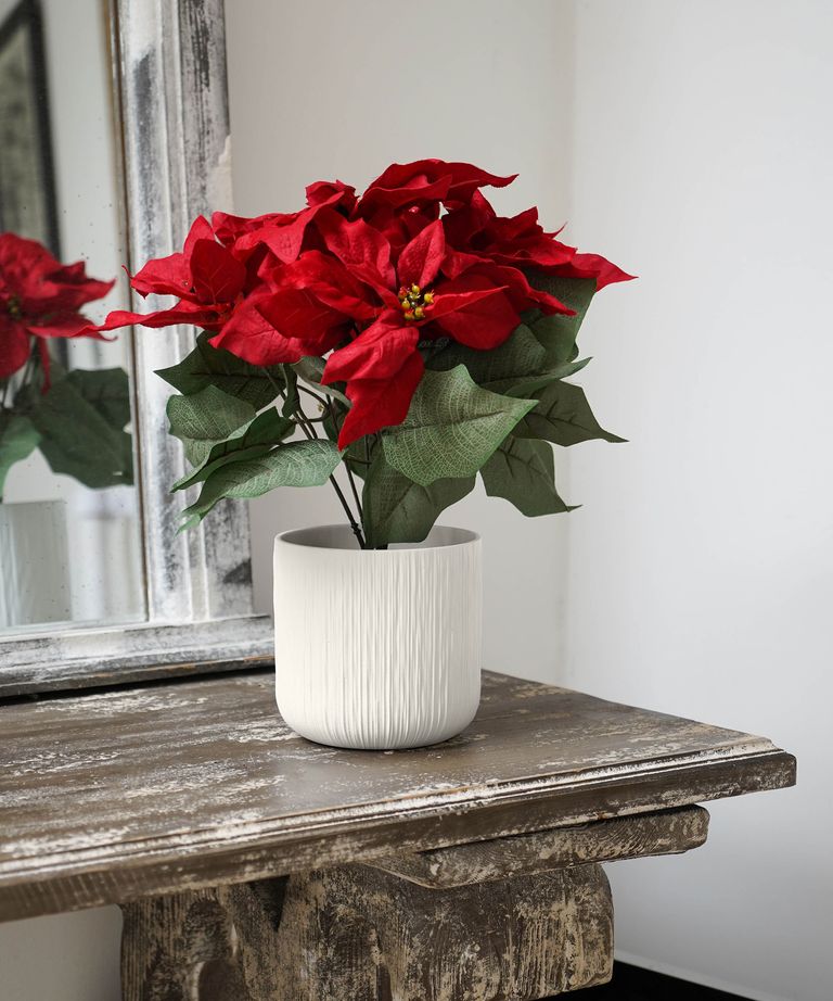 Why you should never leave a poinsettia out in the cold | Gardeningetc