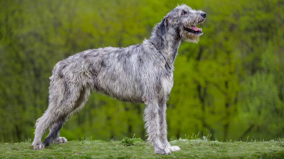 Great Dane vs Irish Wolfhound: Which giant breed is for you? | PetsRadar