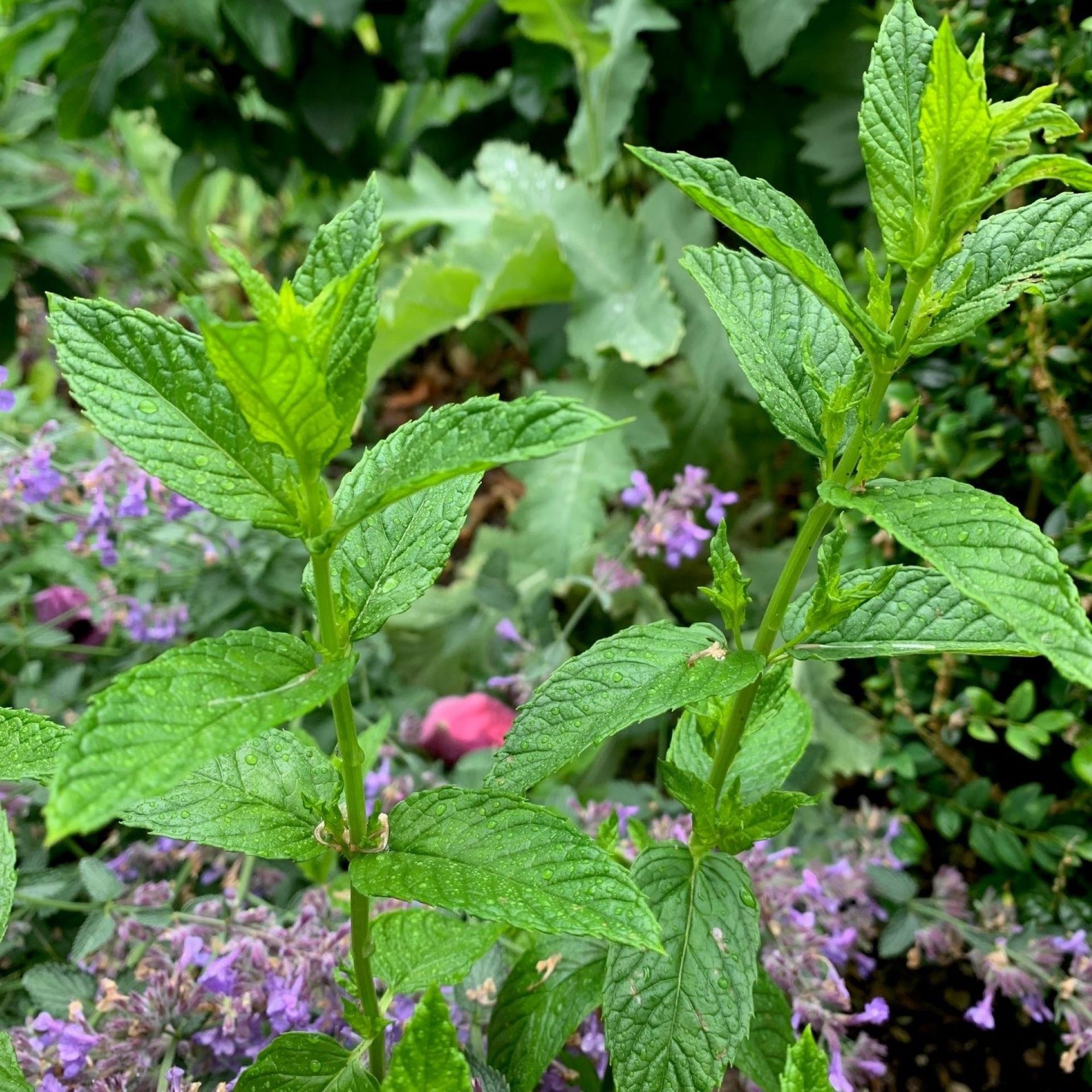 How to grow mint in a pot so it absolutely thrives | Ideal Home