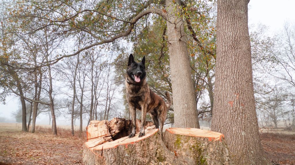 32 things to know about Dutch shepherd dogs | PetsRadar