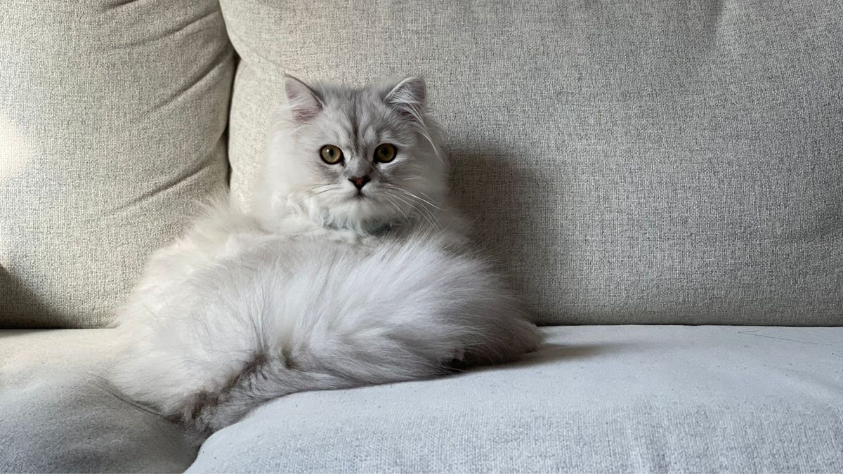 32 of the most expensive cat breeds | PetsRadar