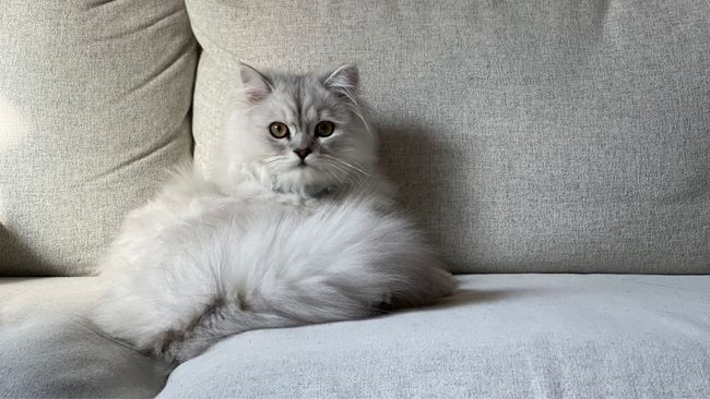 32 of the most expensive cat breeds | PetsRadar