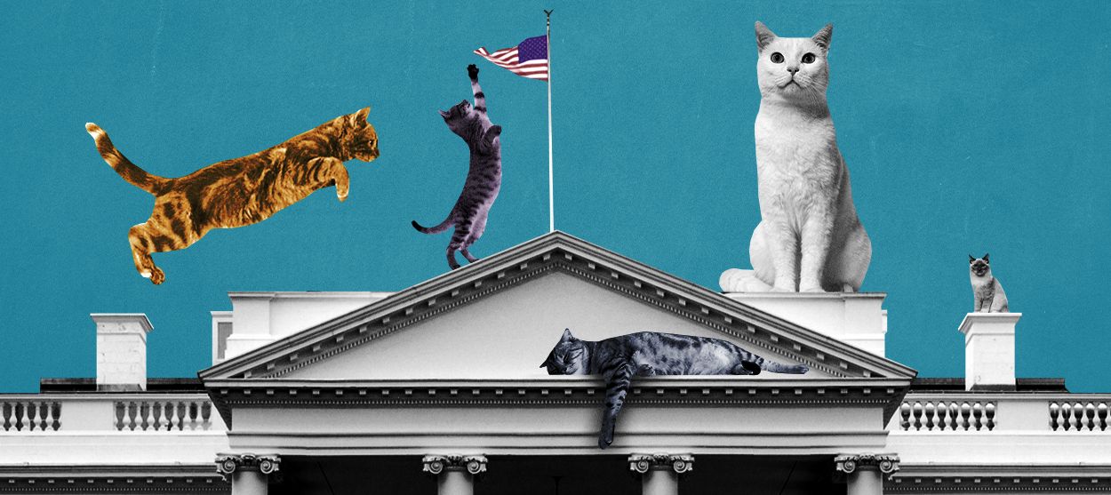Biden cat: A short history of White house felines | The Week