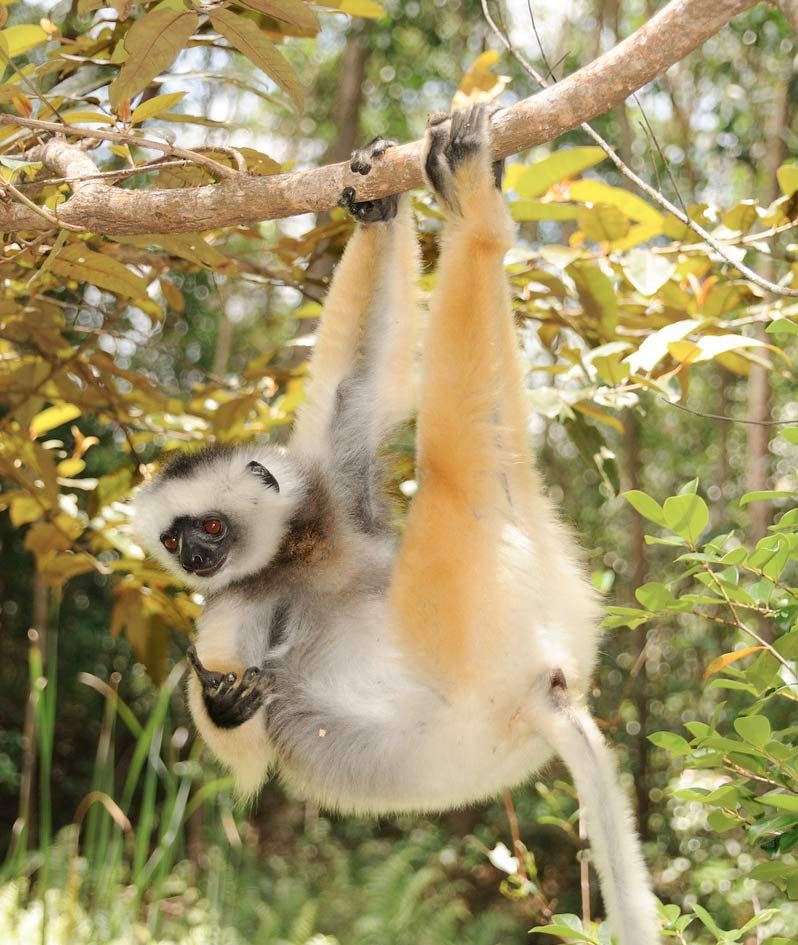 Wild Madagascar: Photos Reveal Island's Amazing Lemurs | Live Science