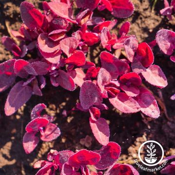 How to grow orach - expert tips from sowing to harvesting | Homes and ...