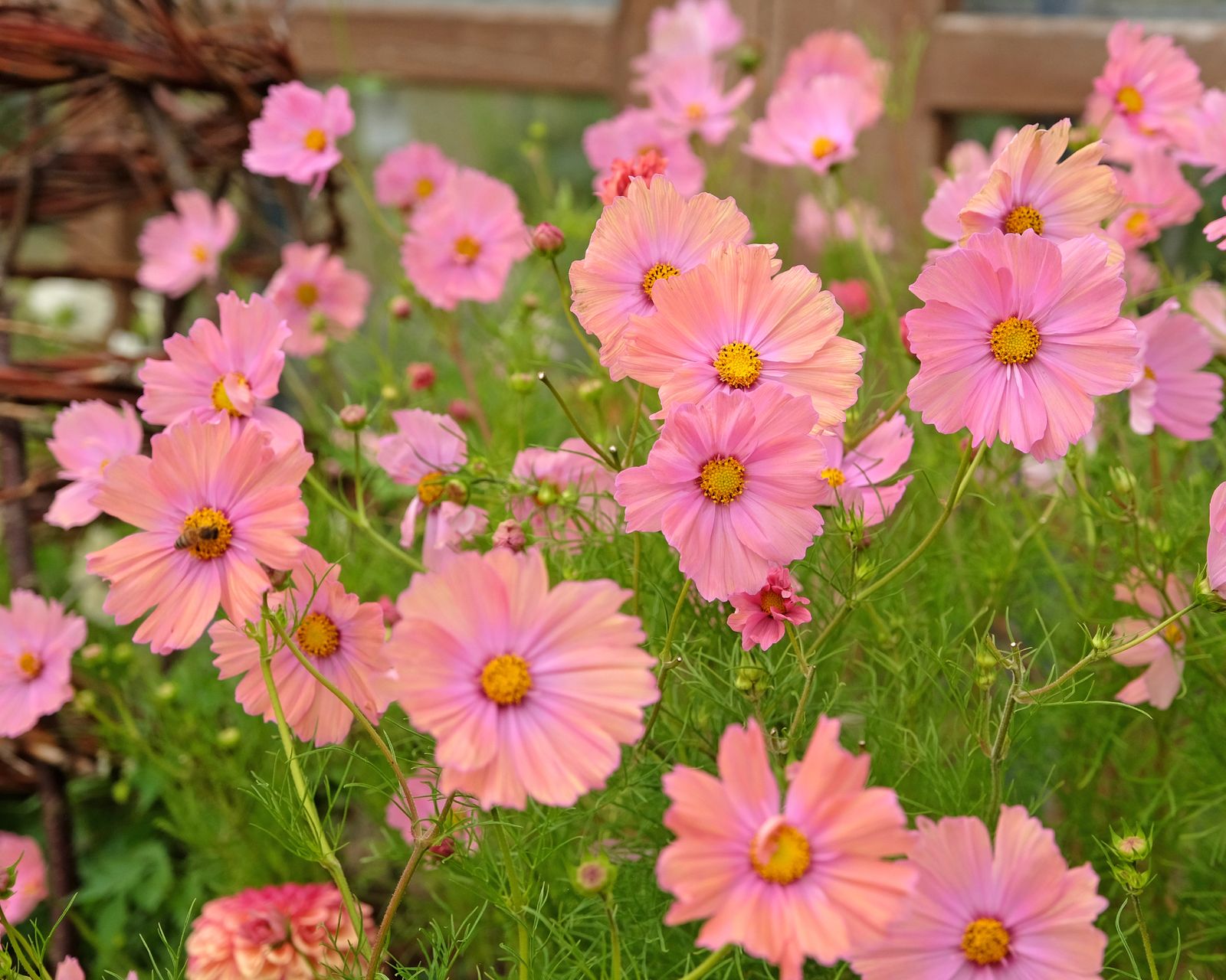 8 Fling-and-Forget Flower Seeds To Scatter Before Spring Ends ...
