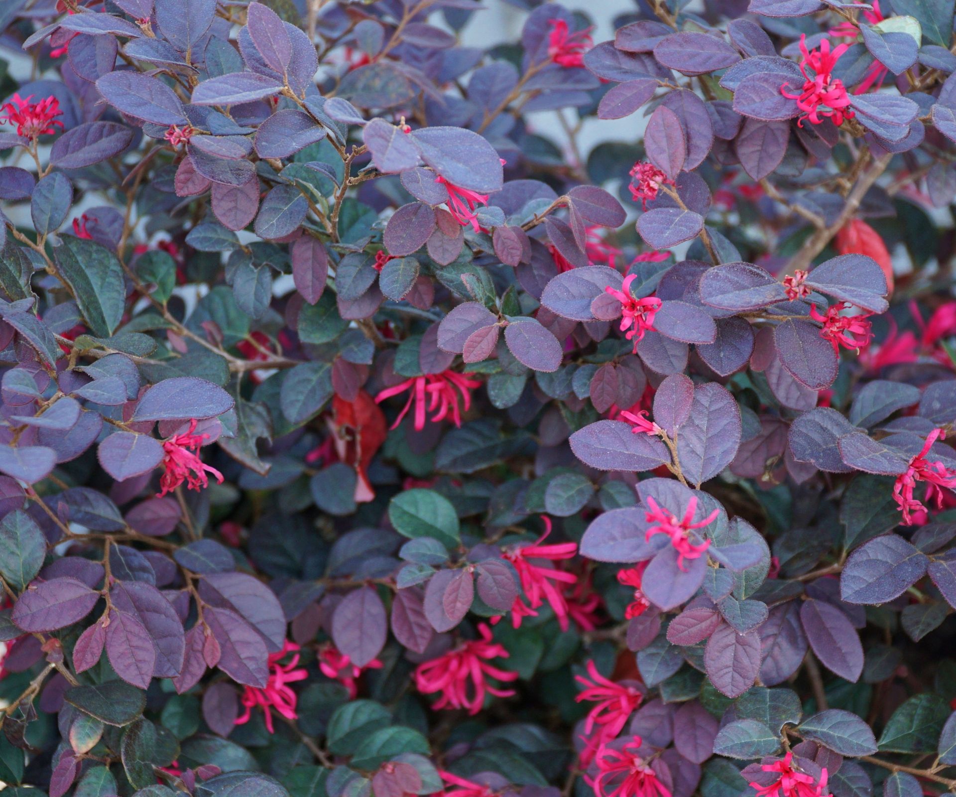 Best shrubs with dark foliage: top plants with purple leaves | Homes ...