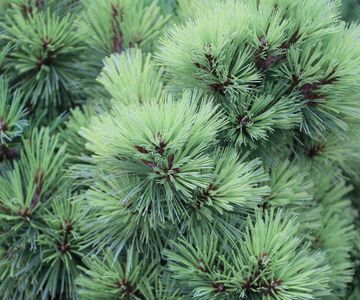 Unique Holiday Evergreen Plant Ideas To Enjoy All Year Round ...