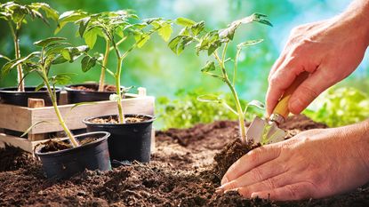 Best Soil For Tomatoes: Create A Perfect Mix & Boost Yields | Gardening ...