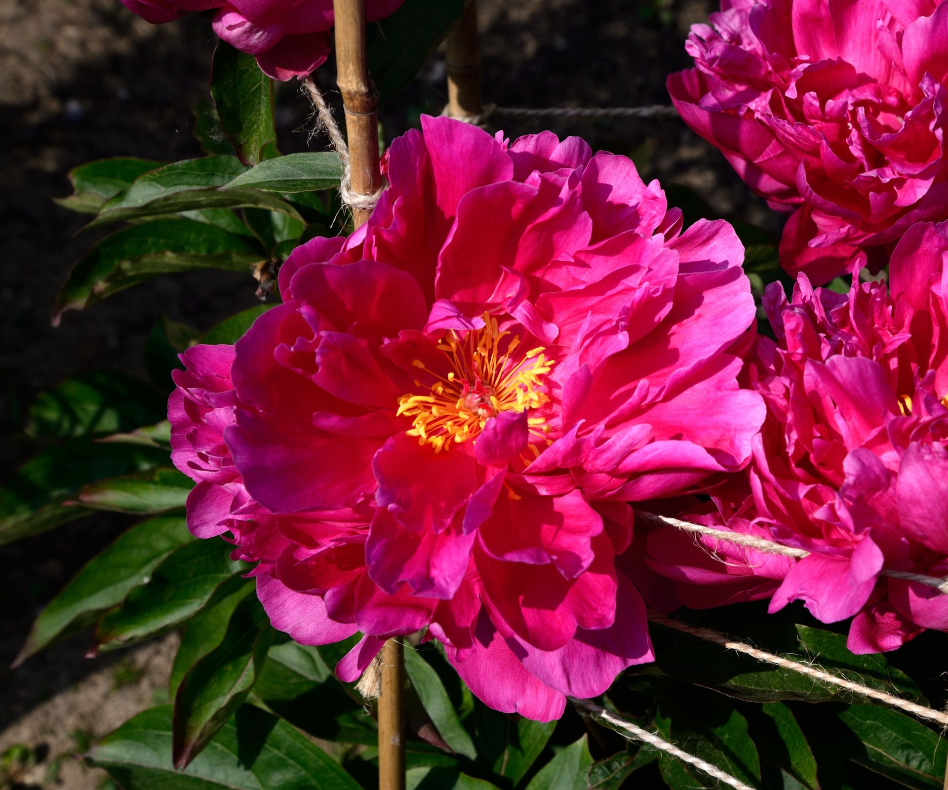 How to support peonies: 7 ways to stop them flopping over | Homes and ...