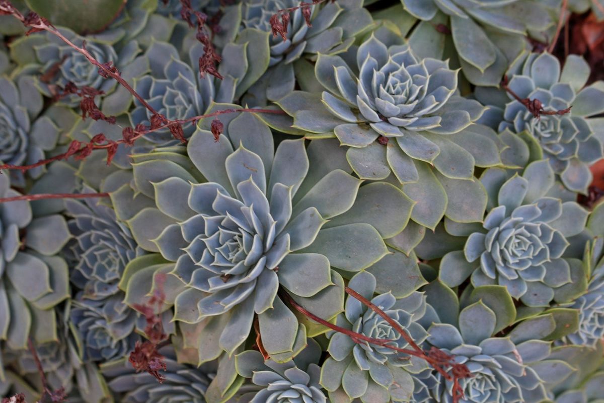 Pinwheel Succulent Info – Learn About Pinwheel Plant Care | Gardening ...