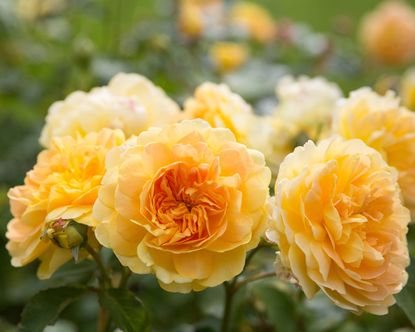 How To Plant Bare Root Roses: Easy Steps For Lasting Beauty | Gardening ...