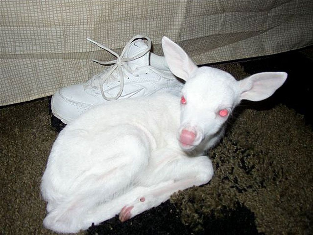 The pink and white album: Amazing albino animals | Live Science