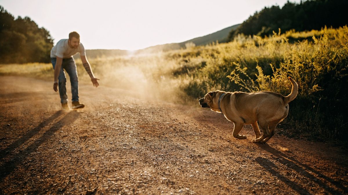 32 ways your dog shows they love you | PetsRadar