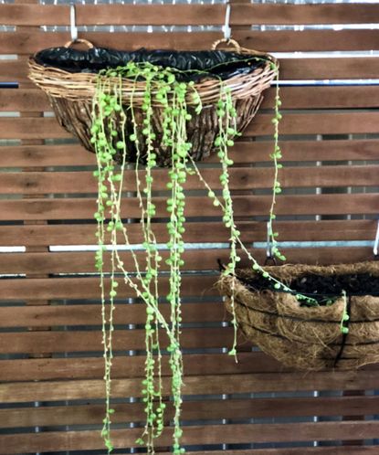 How to propagate string of pearls in soil or water | Gardeningetc