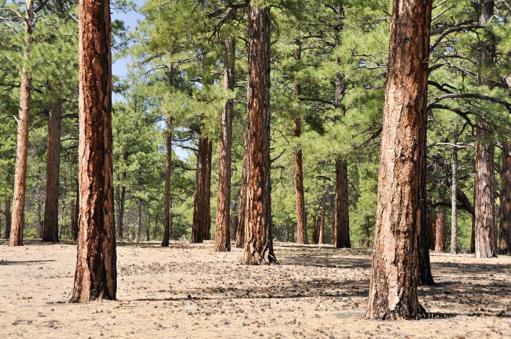 Identifying Pine Trees – Different Pine Trees You Can Grow In The ...