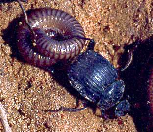 Dung Beetle Devours Millipedes | Live Science