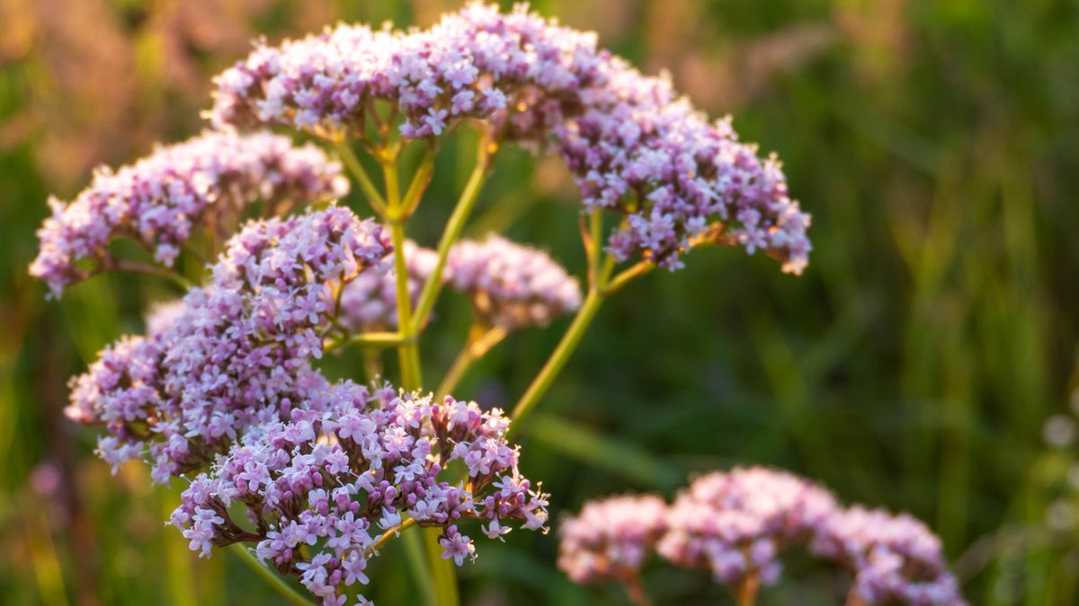 5 plants that can help you sleep at night | Tom's Guide