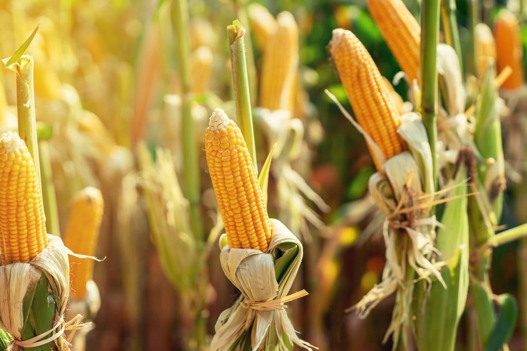 Alternative Uses For Corn – What Can You Make With Corn | Gardening ...