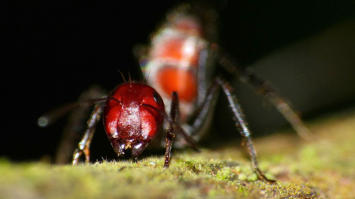 ‘Exploding ant’ species discovered in Borneo | The Week