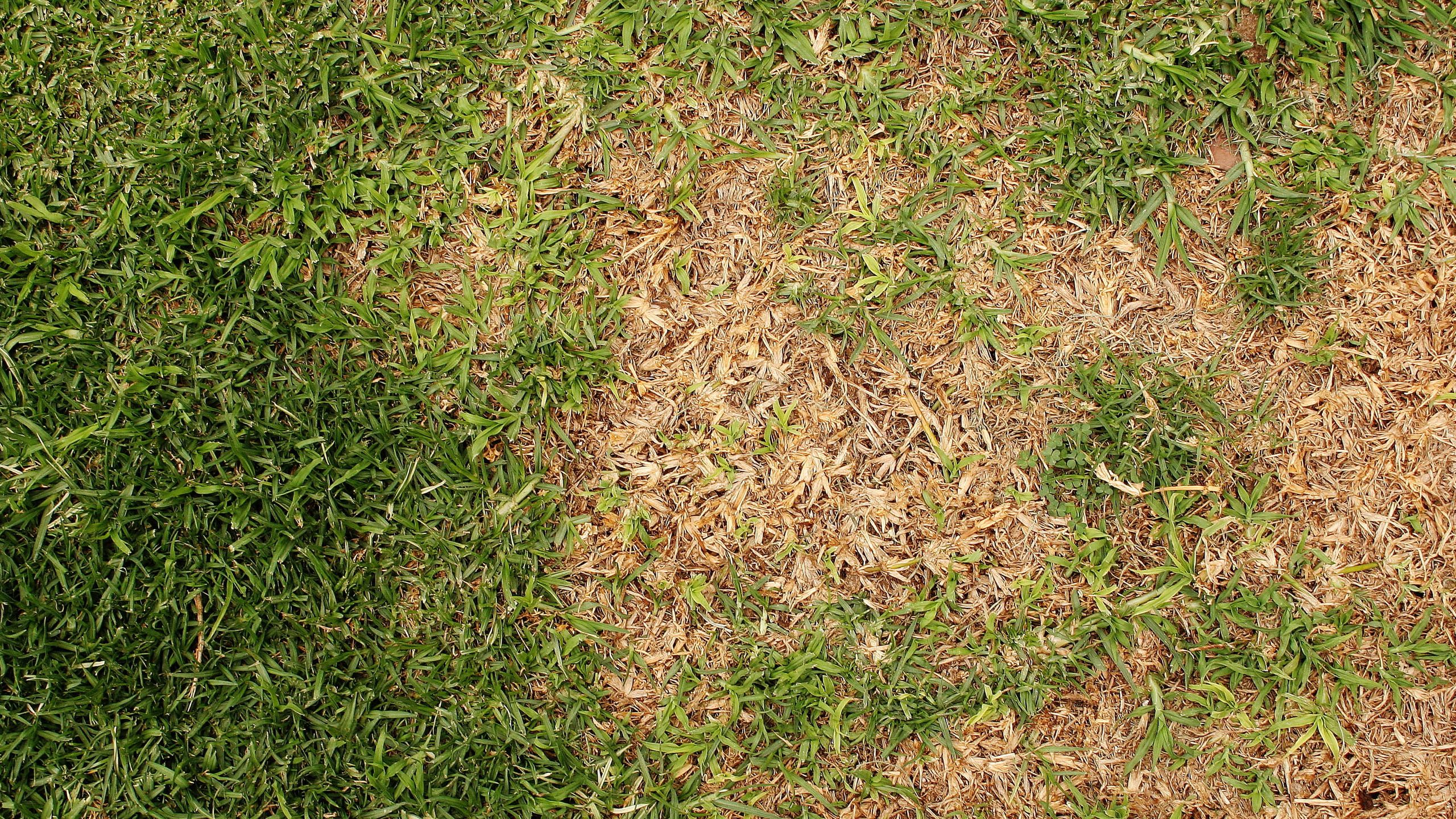 How to get rid of brown patches in your lawn — we ask a gardening ...