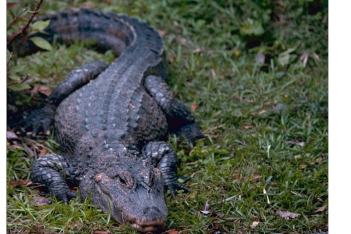 Facts About Alligators | Live Science