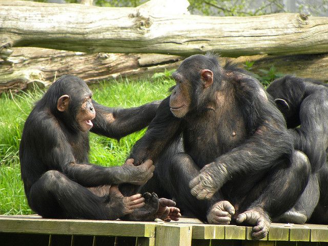 Chimps Value Fairness | Ultimatum Game | Live Science