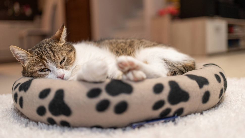 How to give a cat a spa day they’ll enjoy | PetsRadar