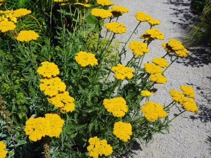 Best plants for full sun – 10 best expert picks | Livingetc