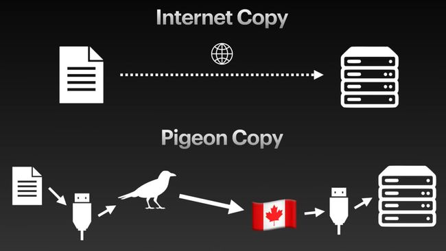 Yes, a Pigeon is Faster for Data Transfer than Gigabit Fiber Internet ...