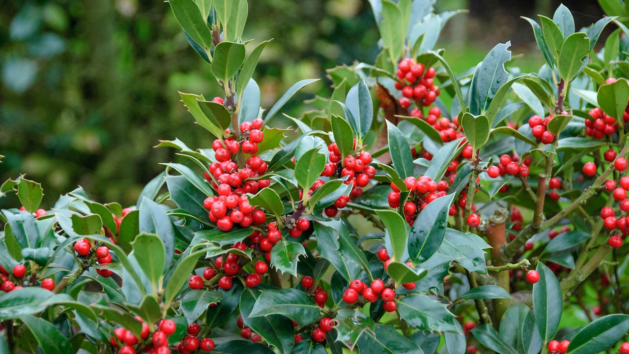 10 evergreens that are easy to grow in any garden | Gardeningetc