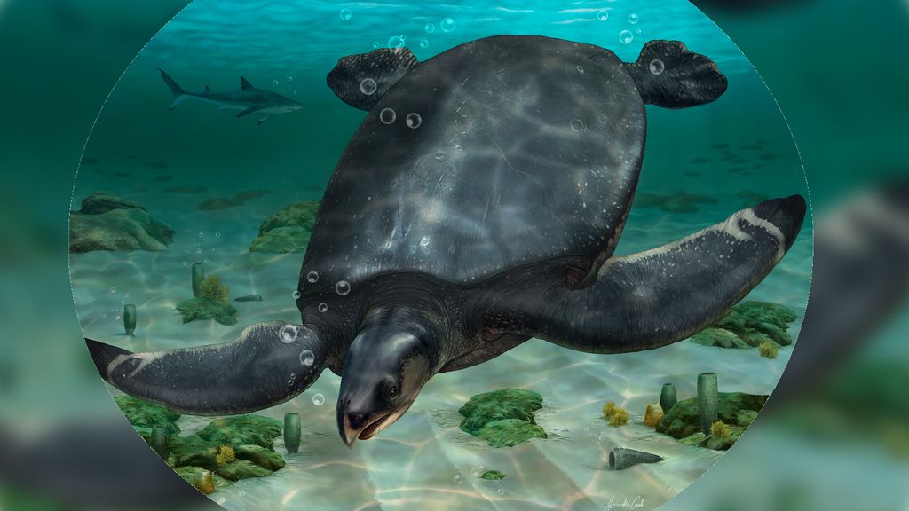 Titanic 12-foot turtle cruised the ocean 80 million years ago, newfound ...
