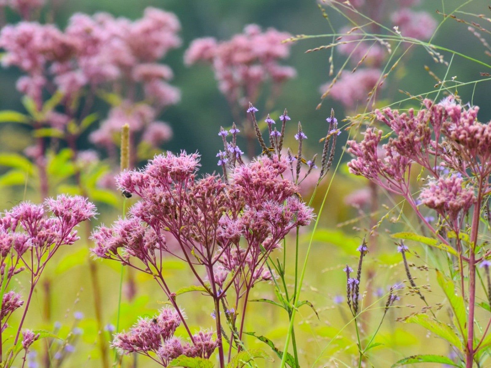 Complete Guide To Native Plants Of The Northeast | Gardening Know How