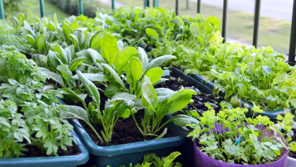 Guide To Designing Your Container Vegetable Garden | Gardening Know How