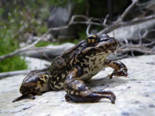 40 Freaky Frog Photos | Images of Frogs | Amphibian Pictures: Page 2 ...