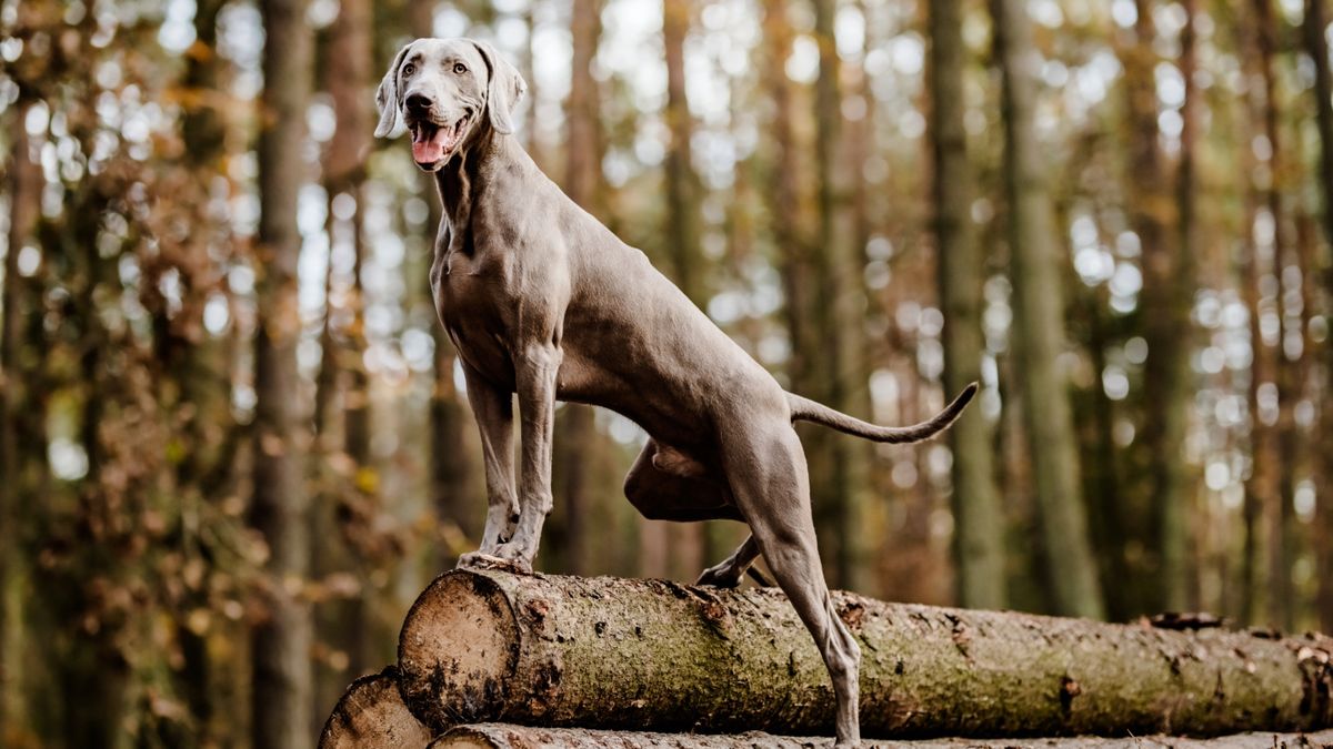 The fastest dog breeds – and their top speeds | PetsRadar