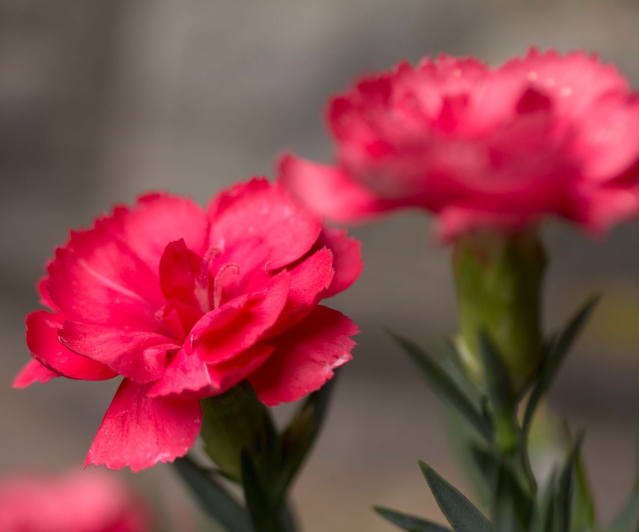 January Birth Flowers and How to Plant Them From Seed | Gardening Know How