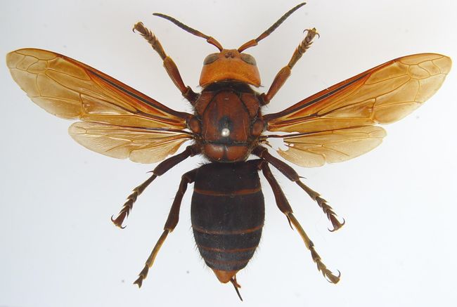 Here's how to tell a 'murder hornet' from other nasty wasps | Live Science