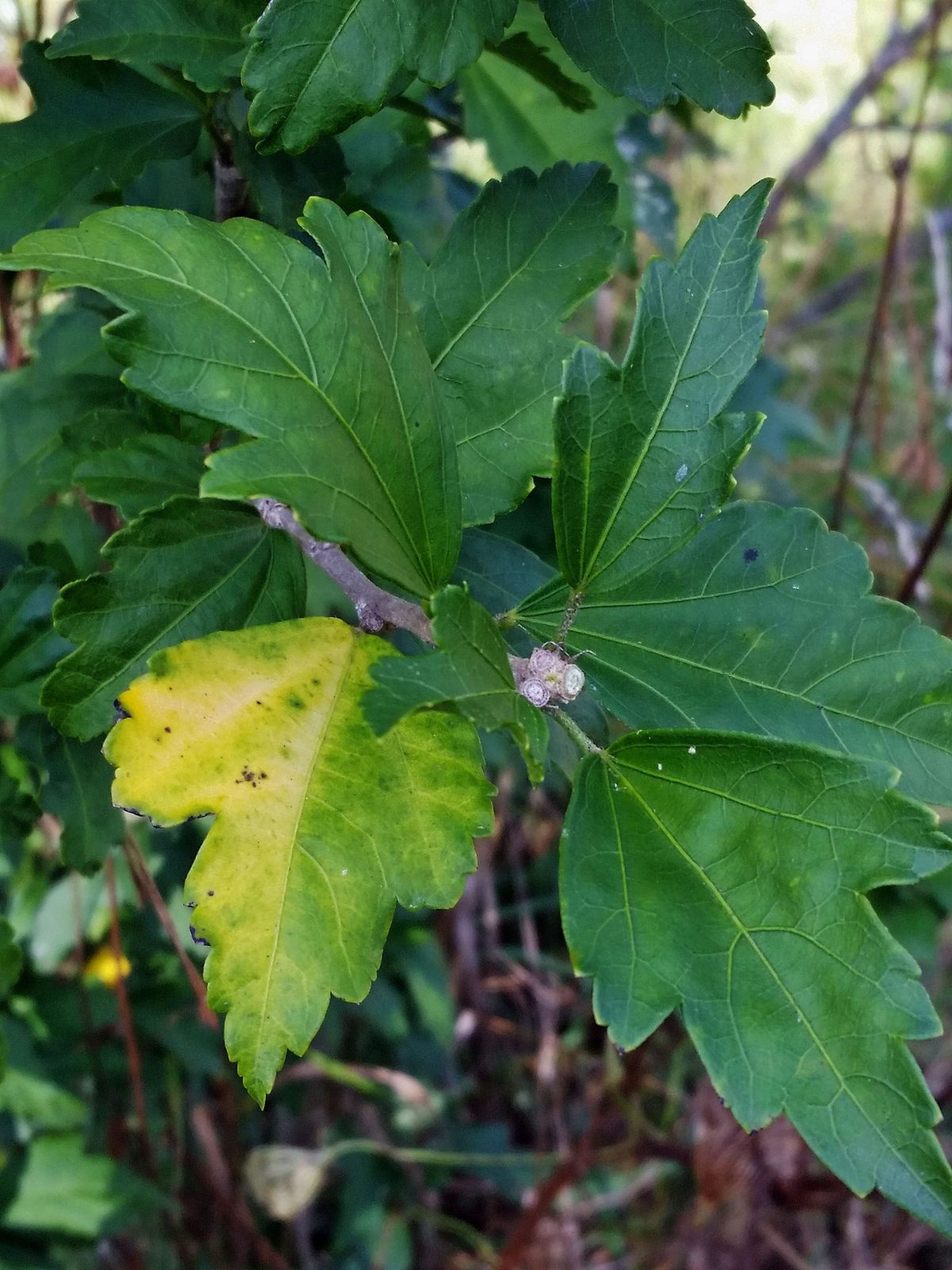 Leaves Turn Yellow On Rose Of Sharon: What Causes Yellow Leaves On Rose ...
