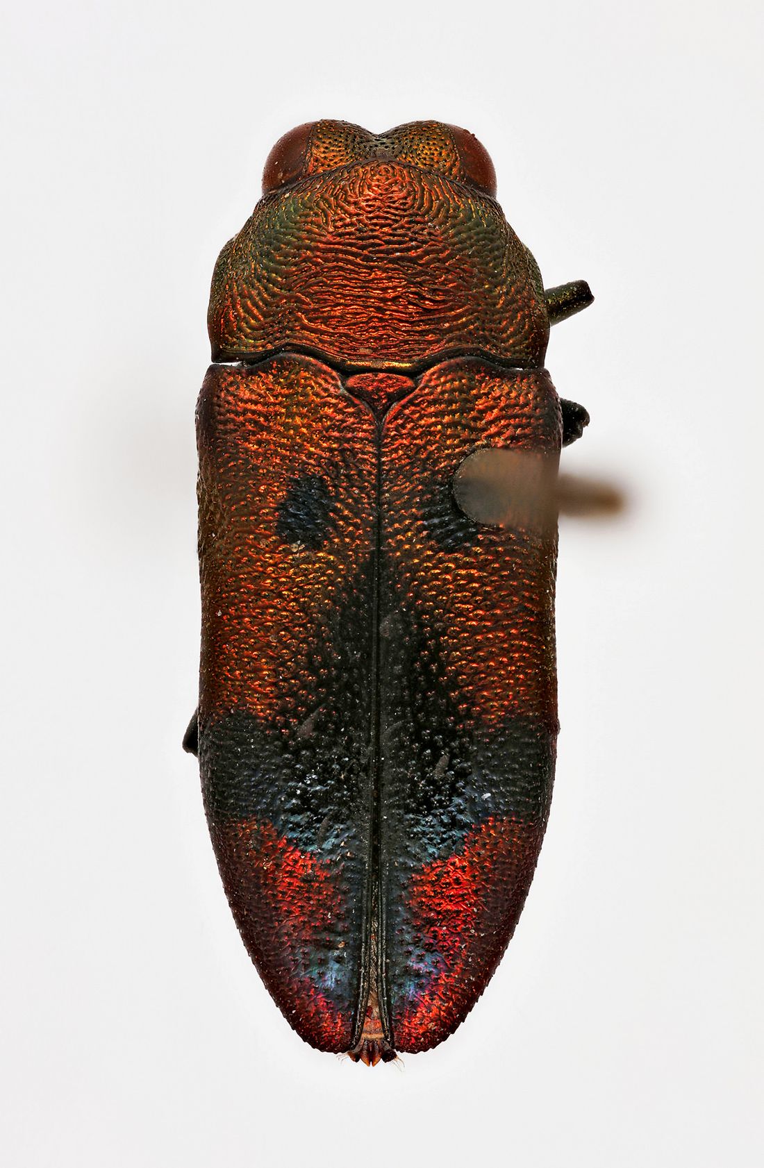 Meet the Beetles: Stunning Museum Specimens from London: Page 2 | Live ...