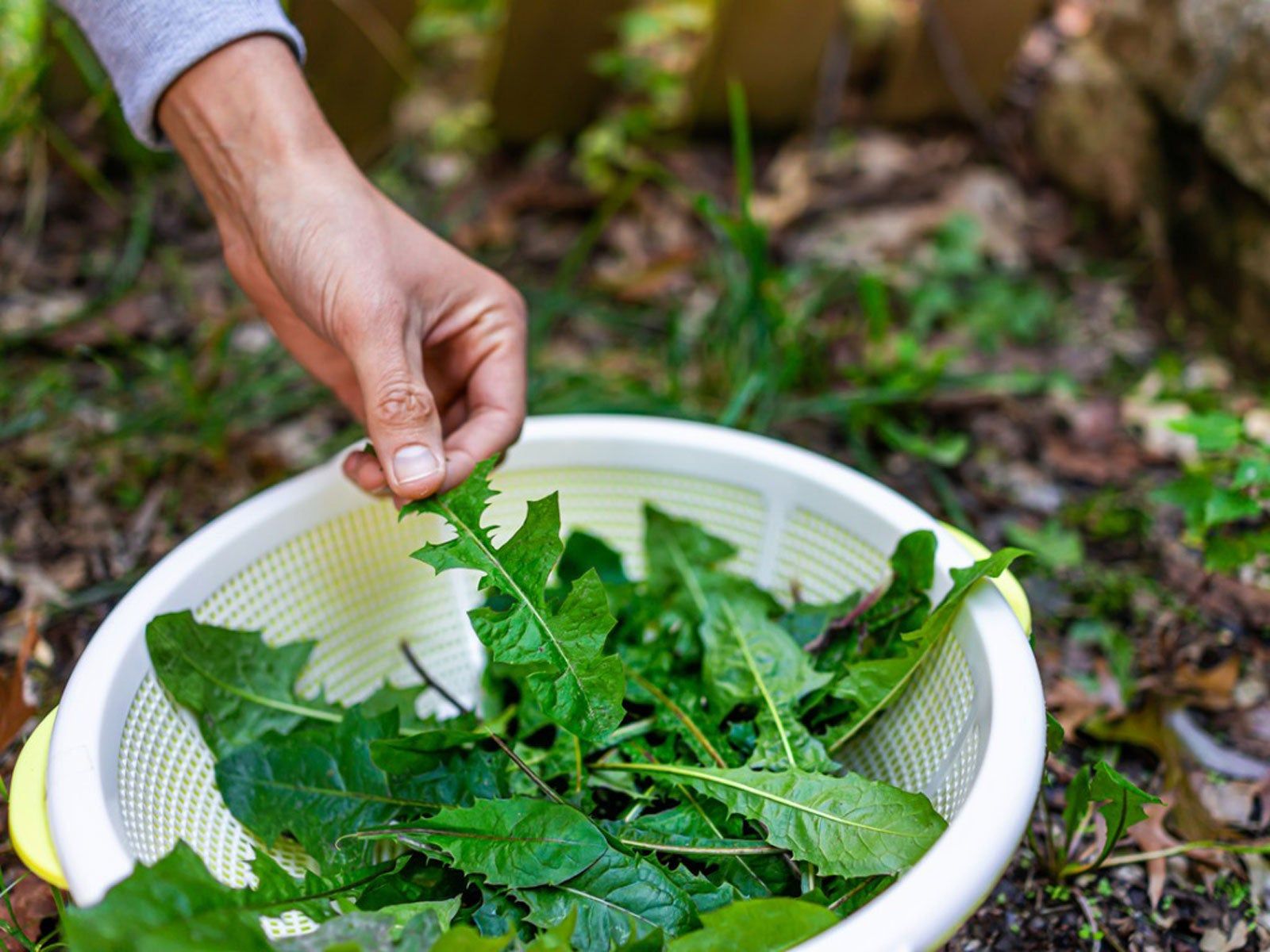 Gardening With Native Edibles: Native Plants You Can Eat And Grow ...