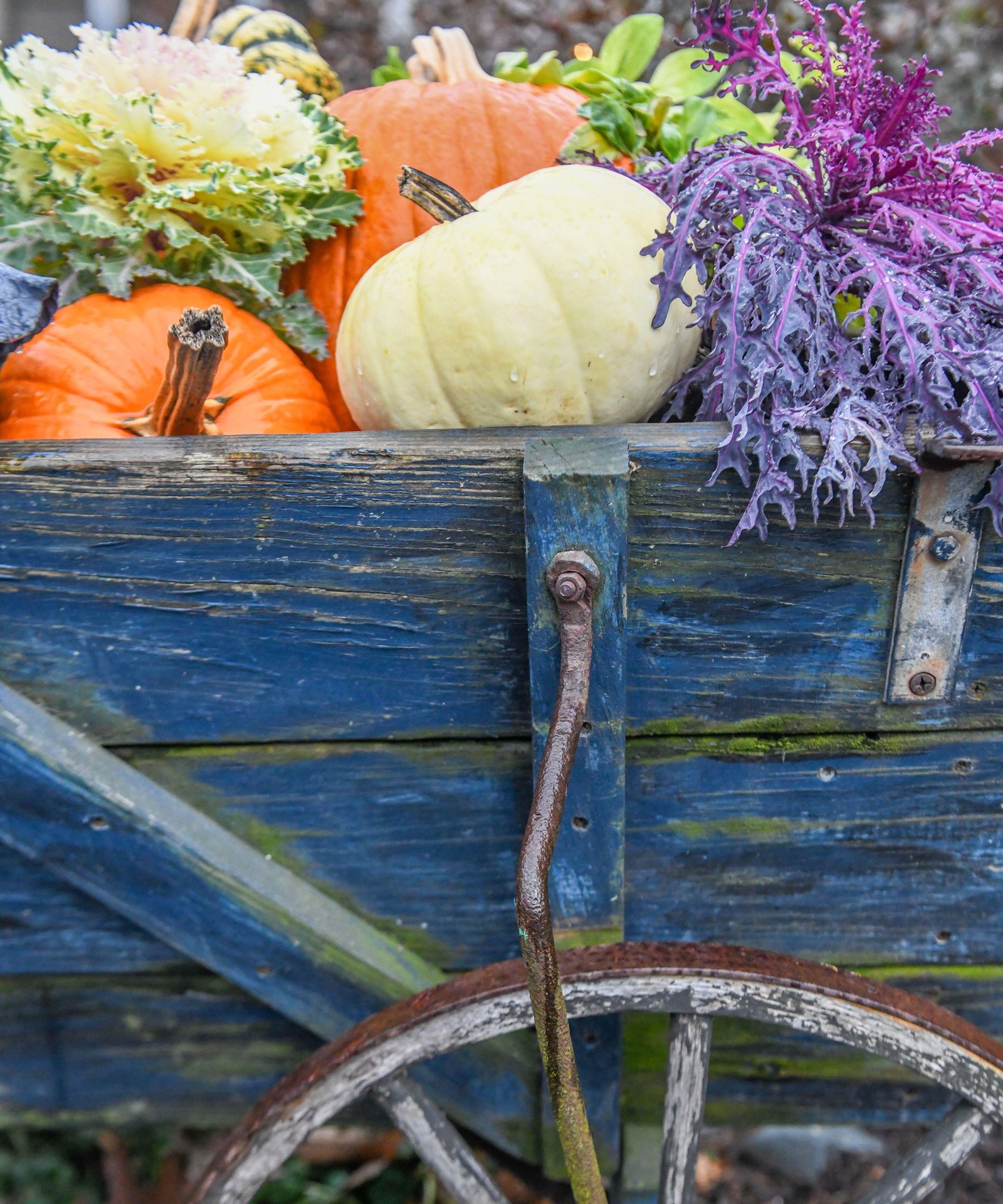 How to stop pumpkins from rotting: expert tips to keep them looking ...