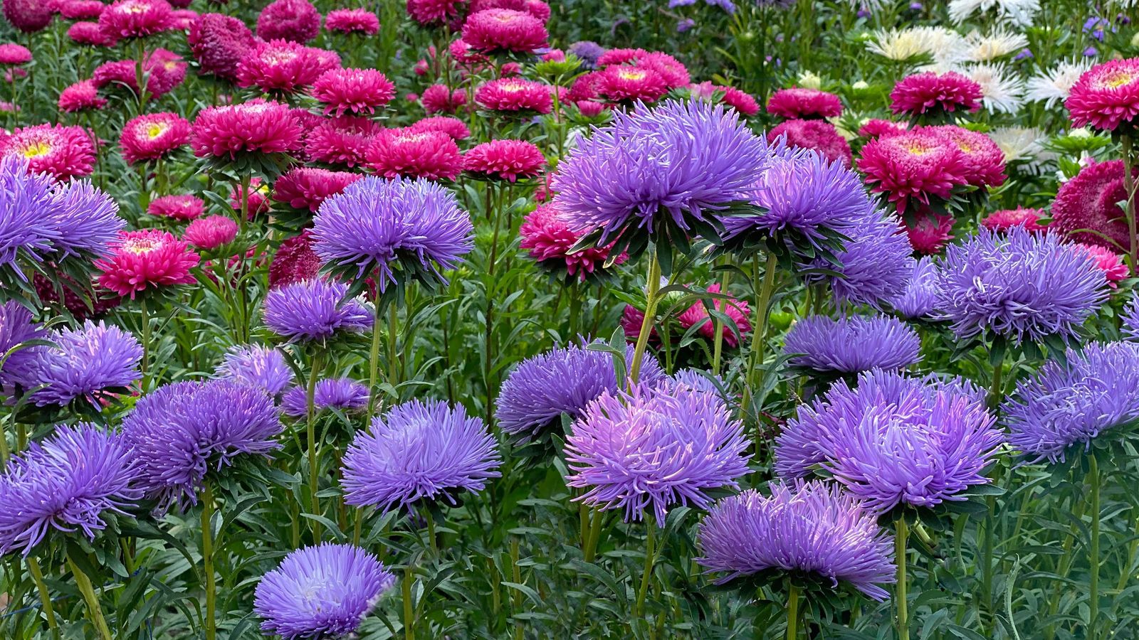 Types of asters: 15 beautiful varieties to try | Gardeningetc